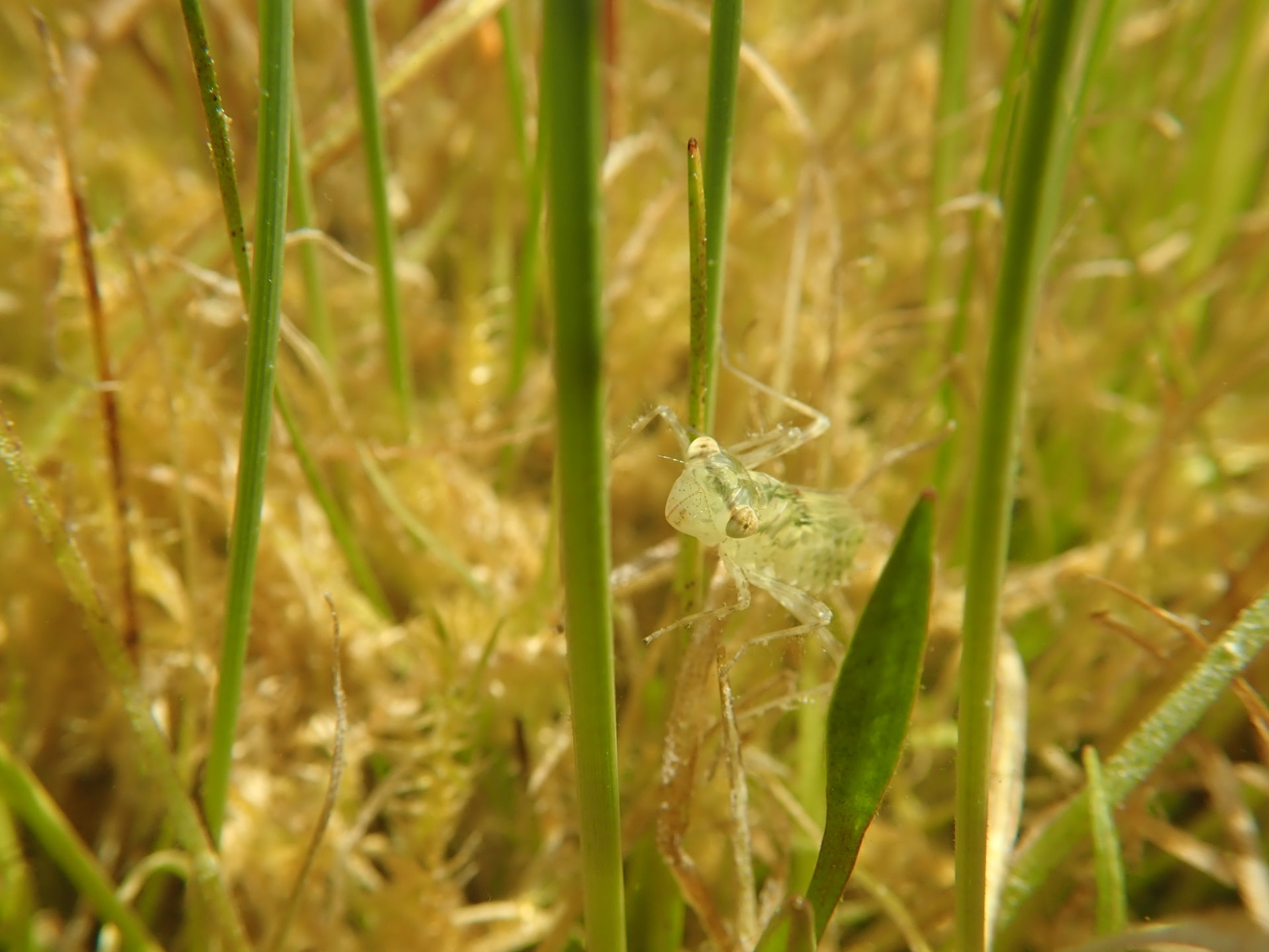 Aquascop – L’expert historique des milieux aquatiques